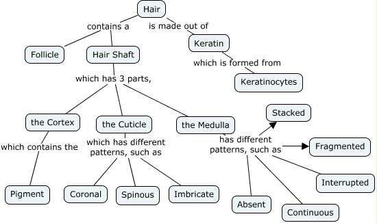 Hair Structure